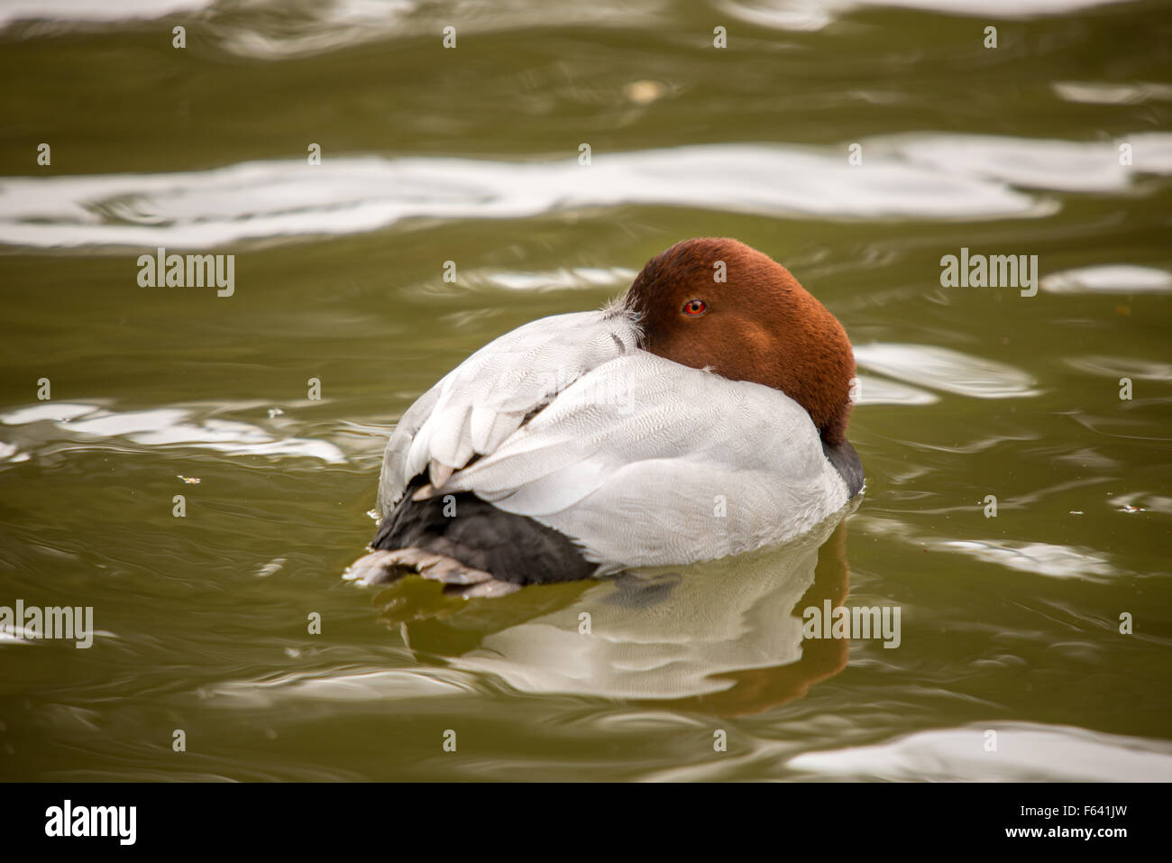 Duck from behind hi-res stock photography and images - Alamy