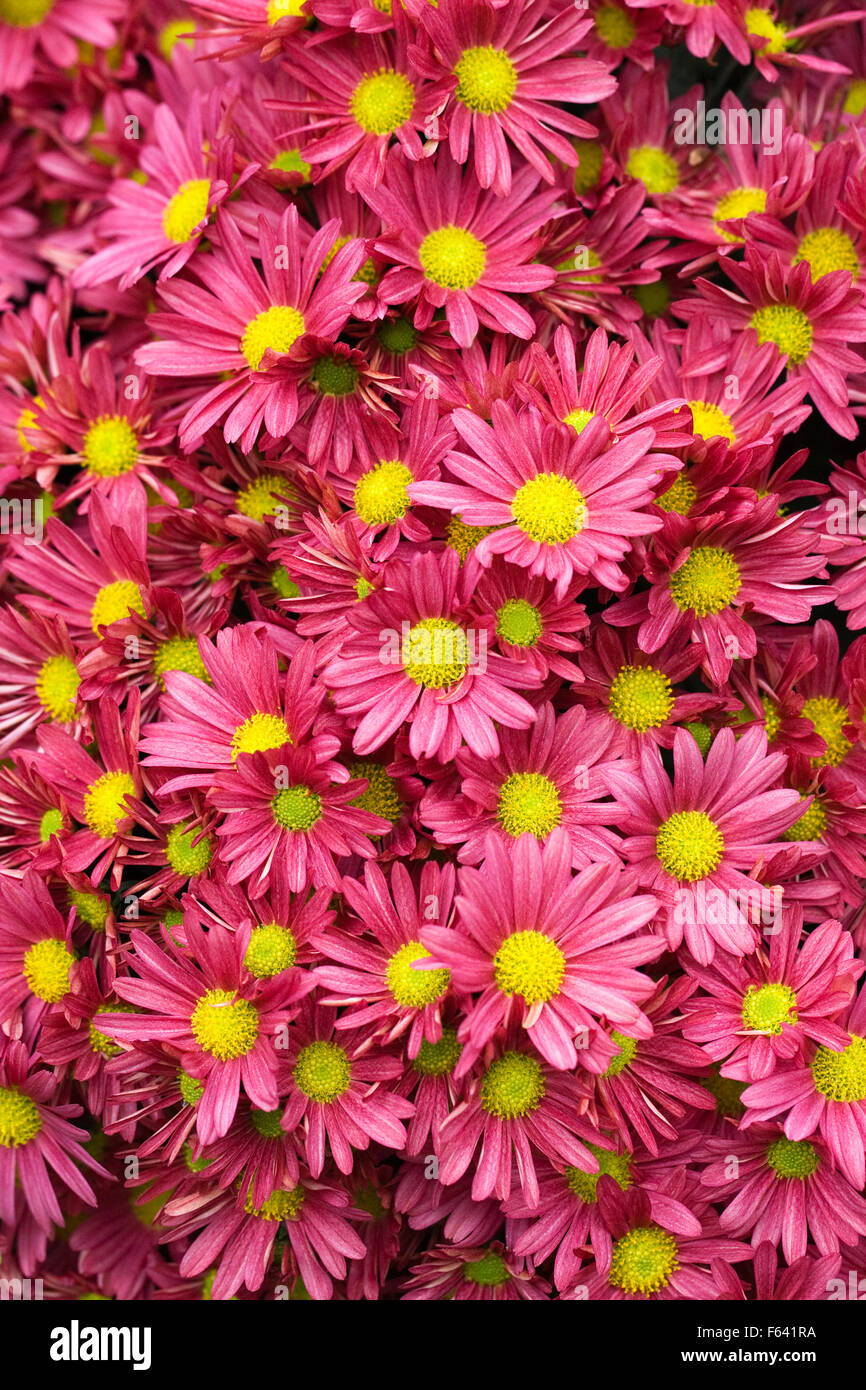 Red and yellow mums hi-res stock photography and images - Alamy