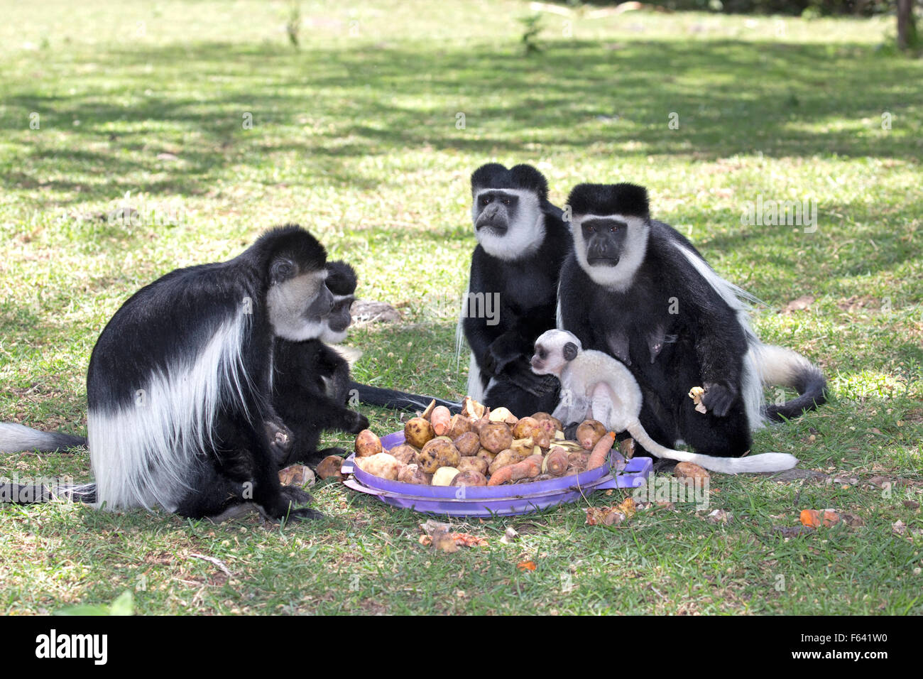 Four monkeys hi-res stock photography and images - Alamy