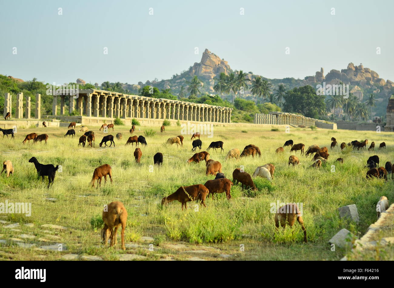 life in the world Stock Photo - Alamy