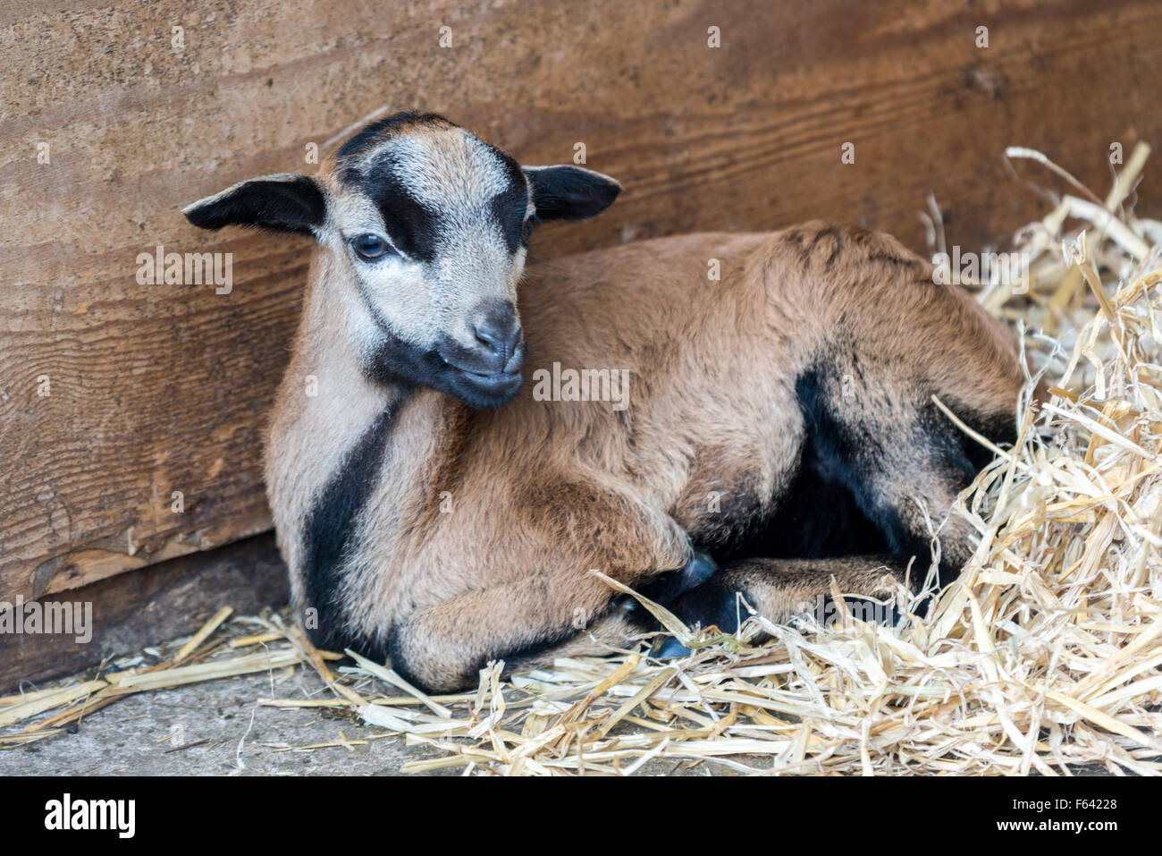 Mammal bovidae hi-res stock photography and images - Alamy