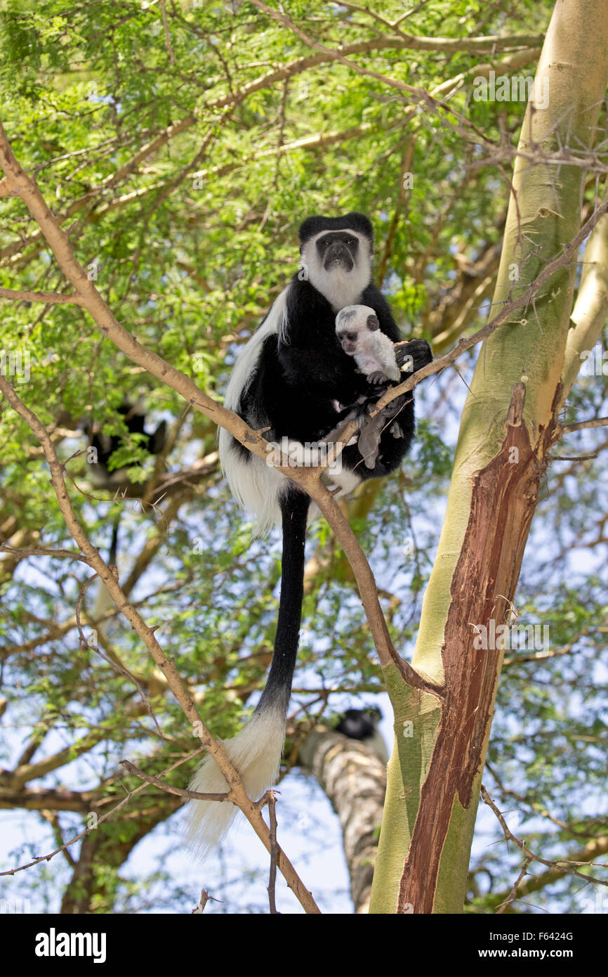 Eastern Colobus monkey mother with baby sitting in Acacia tree Colobus ...