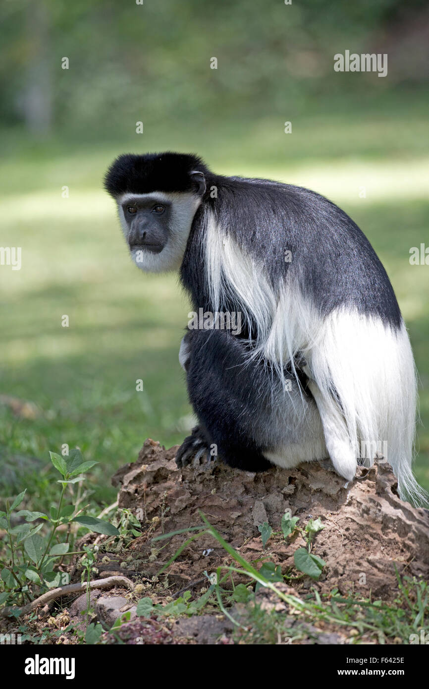 Adult Colobus monkey Colobus guereza sitting on tree stump Elsamere ...