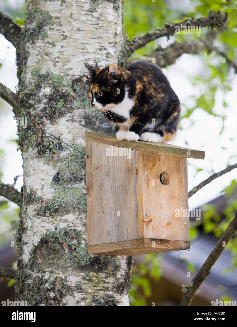 Cat on nesting box Stock Photo - Alamy