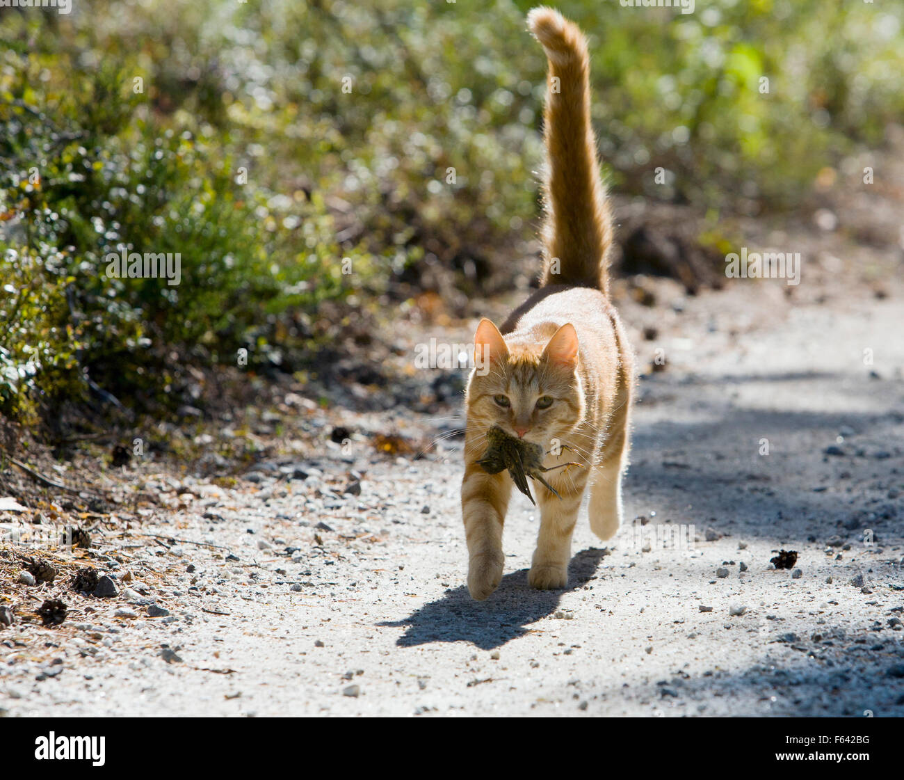 Cat with prey Stock Photo - Alamy