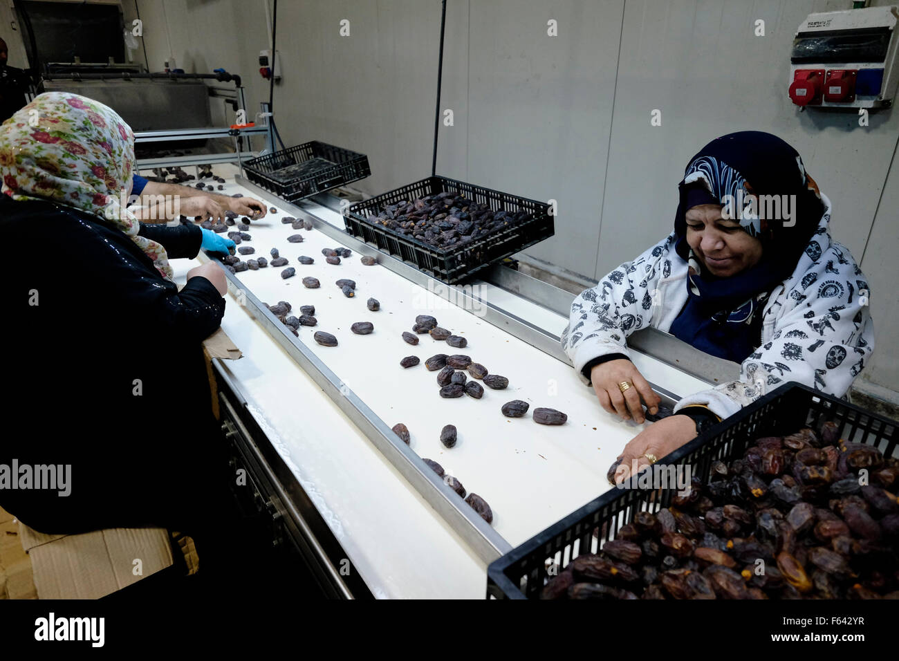 Palestinian employees select Medjool dates at an Israeli owned date ...