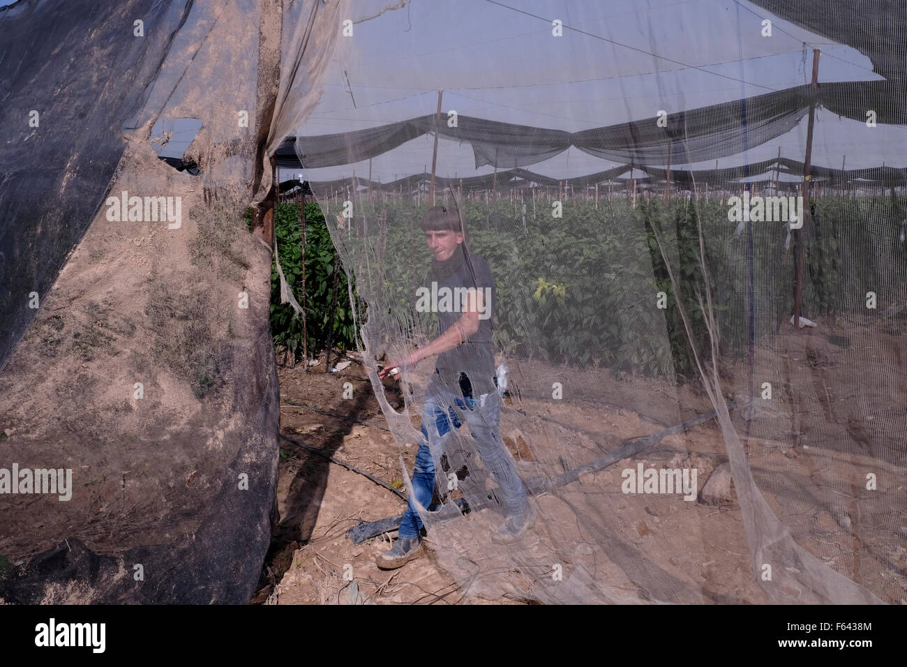 Palestinian farm worker at an Israeli owned greenhouse which grows bell ...