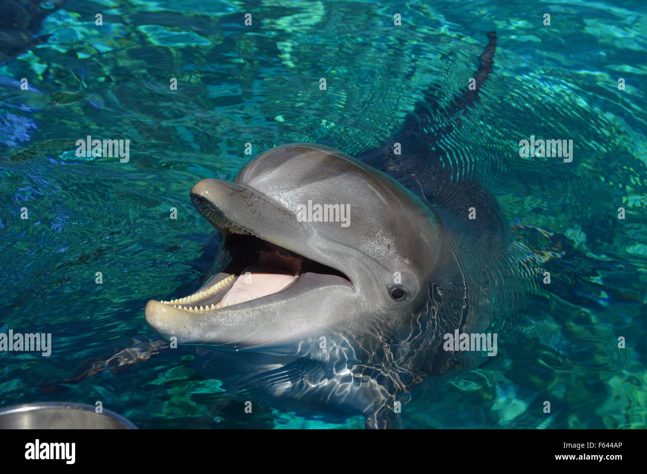 Dolphin teeth hi-res stock photography and images - Alamy
