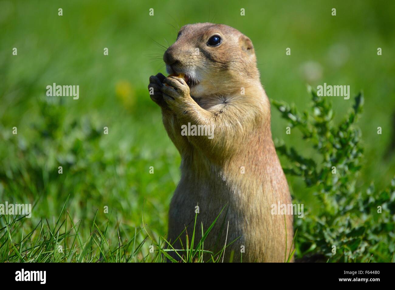 Prairie Dog Eating Stock Photo - Alamy