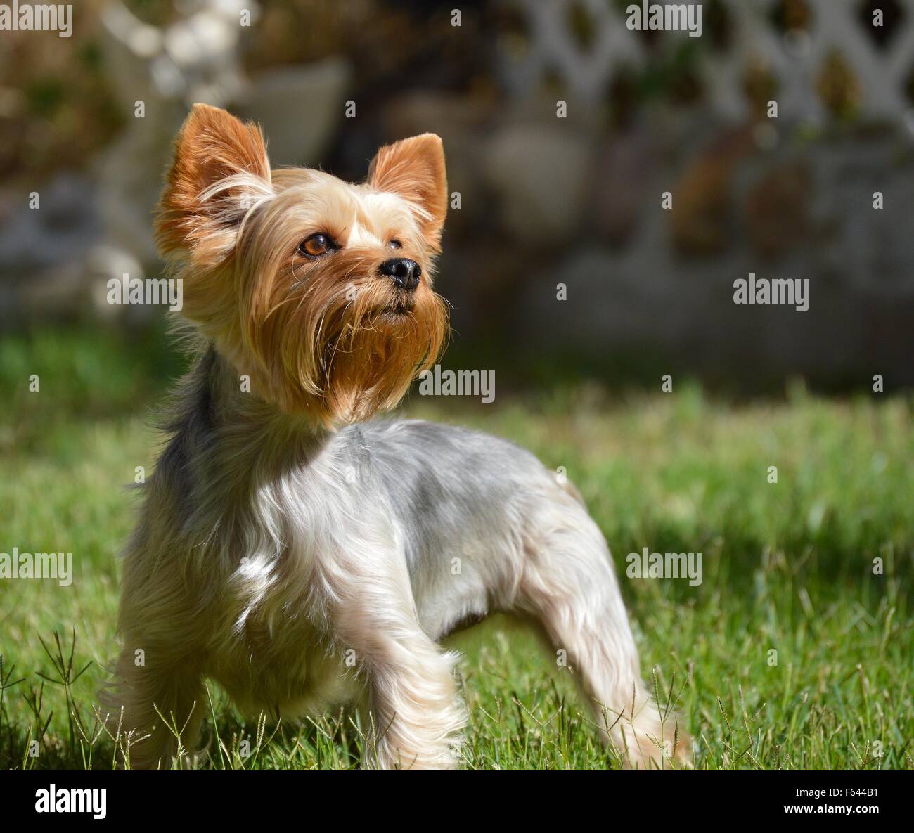 Silver Yorkie Puppies