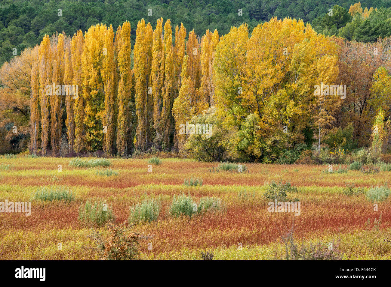 Osier High Resolution Stock Photography and Images - Alamy