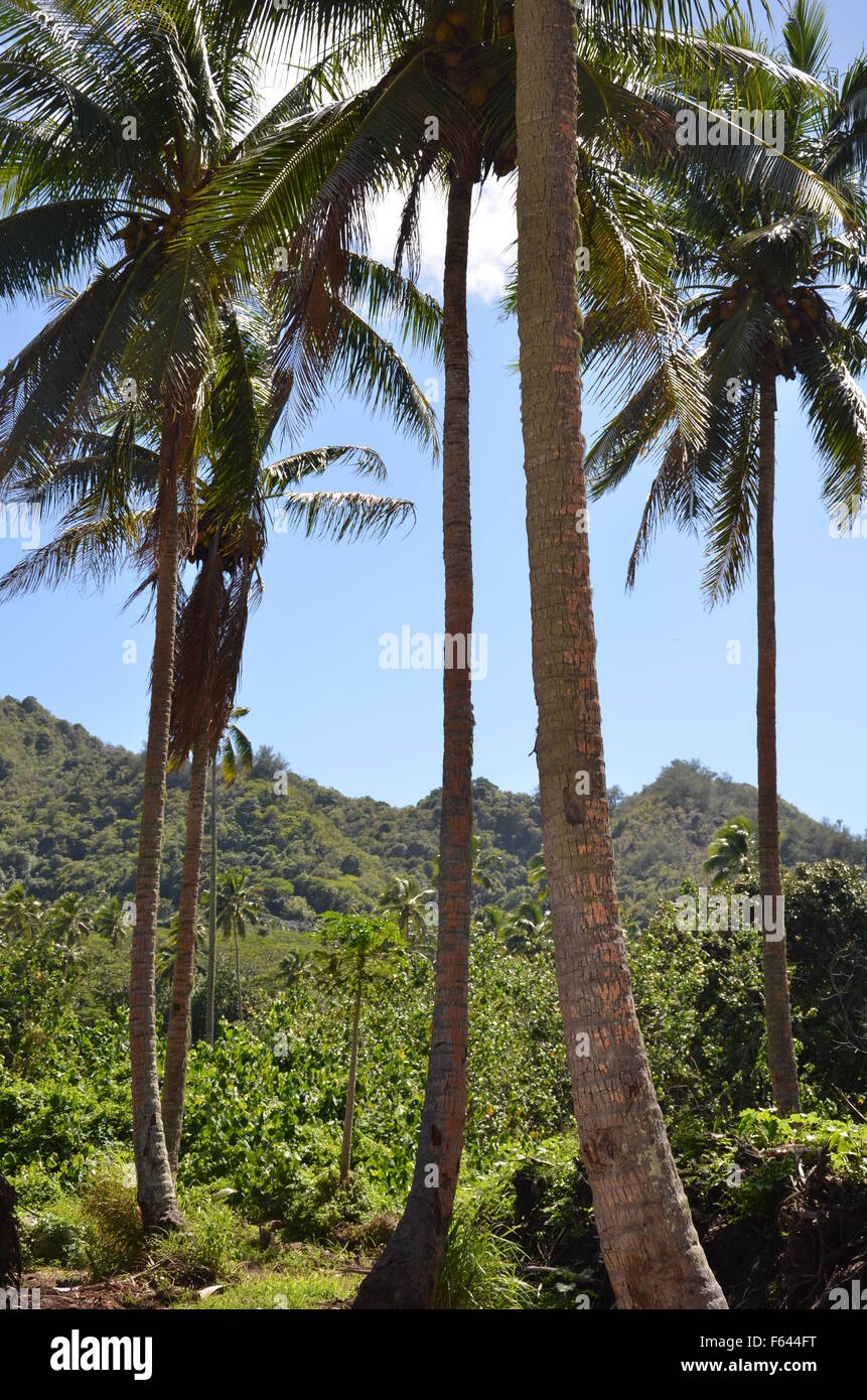 Mountain scenery, Cook Islands Stock Photo - Alamy