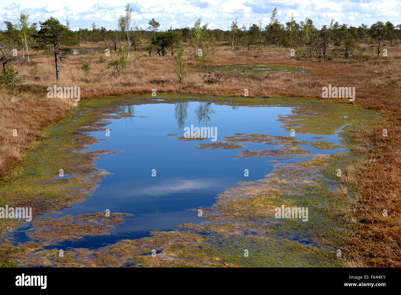 A raised bog located in Kemeri National Park, formed approximately ...