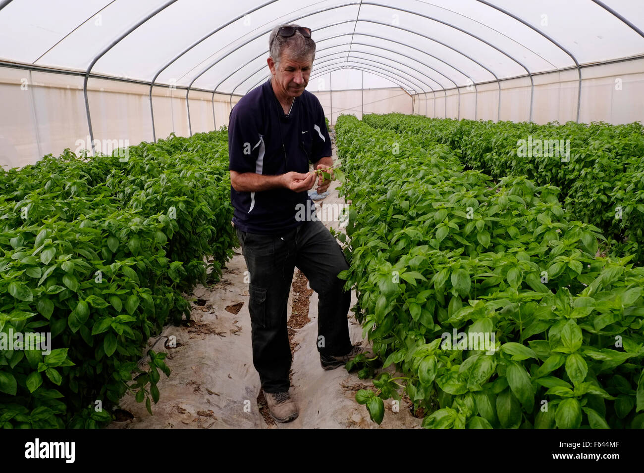Greenhouse agriculture israeli hi-res stock photography and images - Alamy