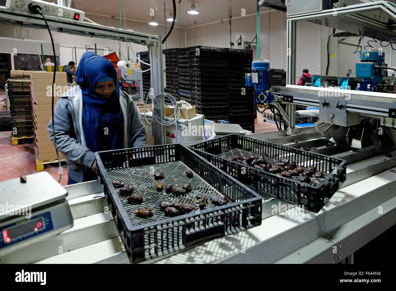 Palestinian employees select Medjool dates at an Israeli owned date ...