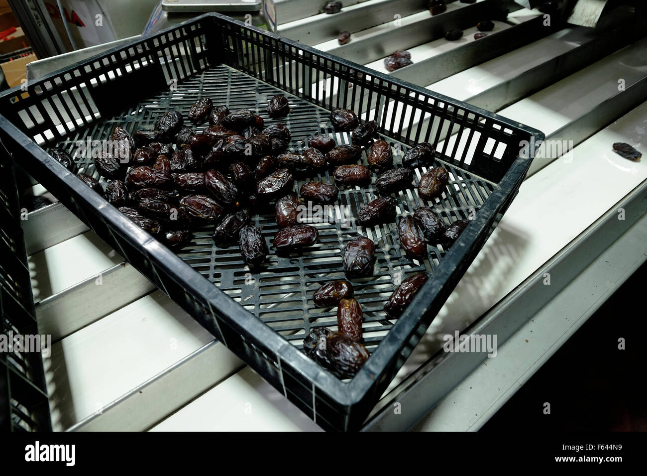 Crate of Medjool dates as they move along a conveyor belt on a ...