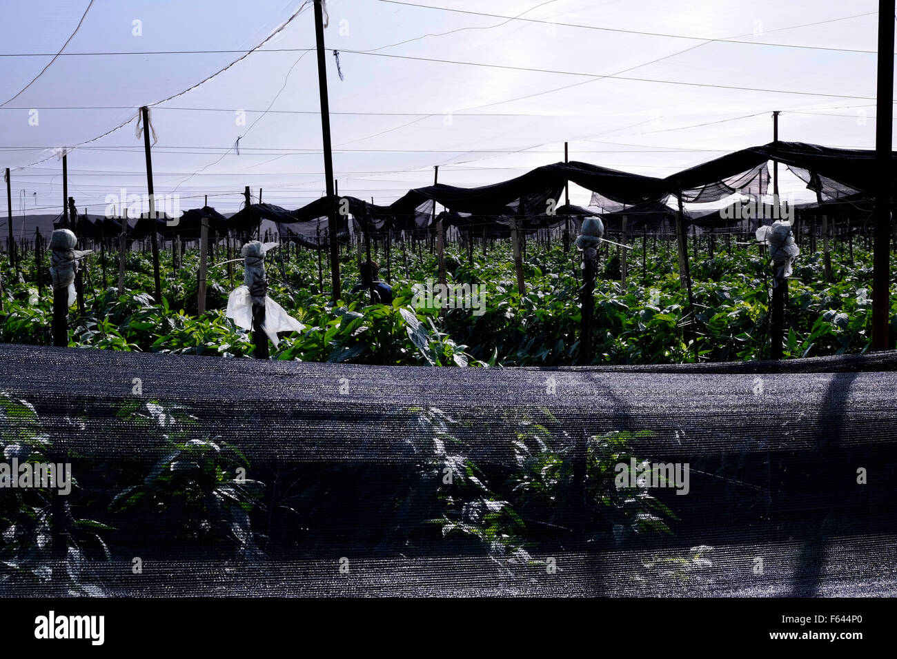 Greenhouse agriculture israeli hi-res stock photography and images - Alamy