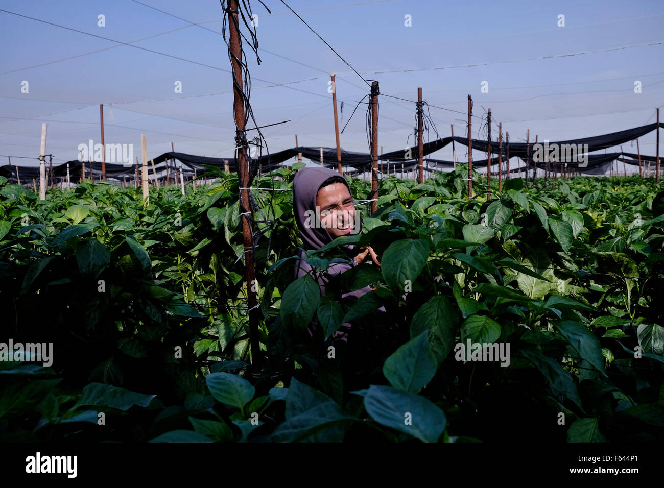 Greenhouse agriculture israeli hi-res stock photography and images - Alamy