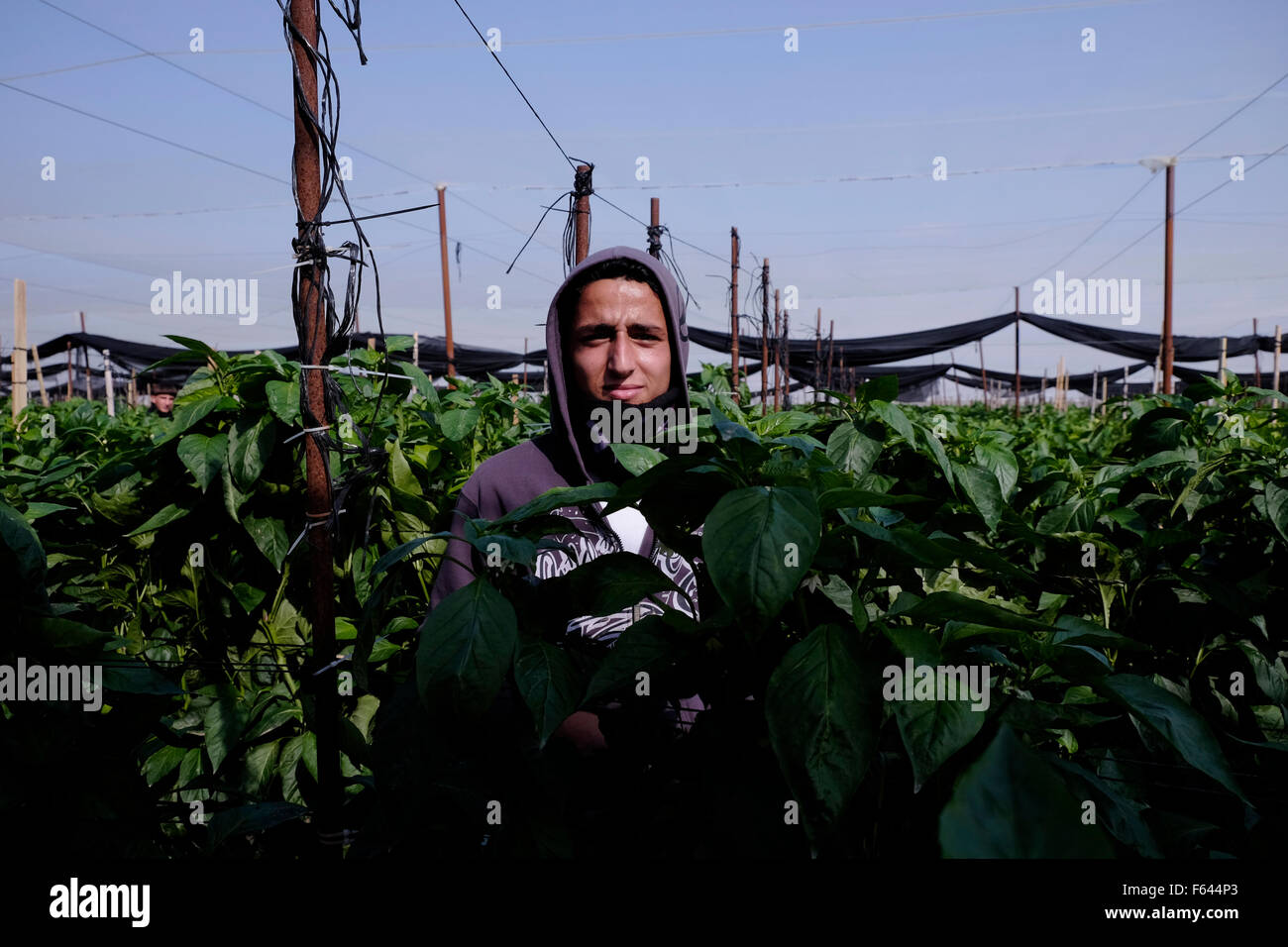 Palestinian farm worker at an Israeli owned greenhouse which grows bell ...