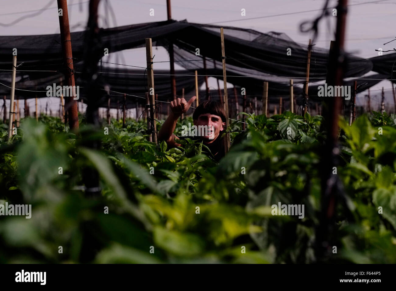 Palestinian farm worker working at an Israeli owned greenhouse which ...