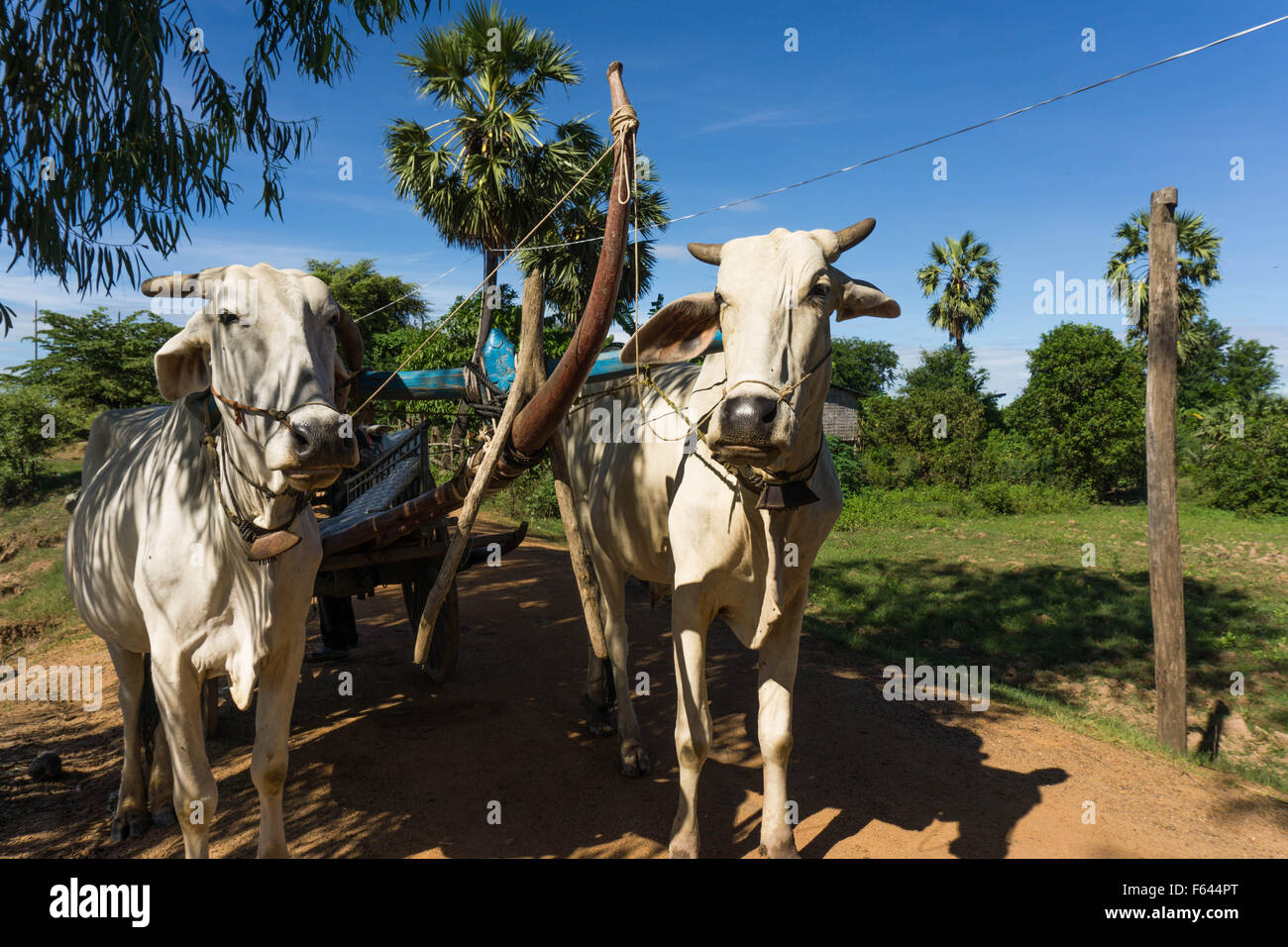 Ox cart cambodia hi-res stock photography and images - Alamy