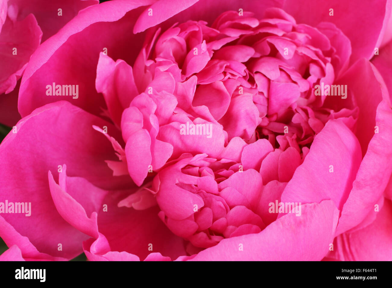 Pink peony. Closeup Stock Photo - Alamy