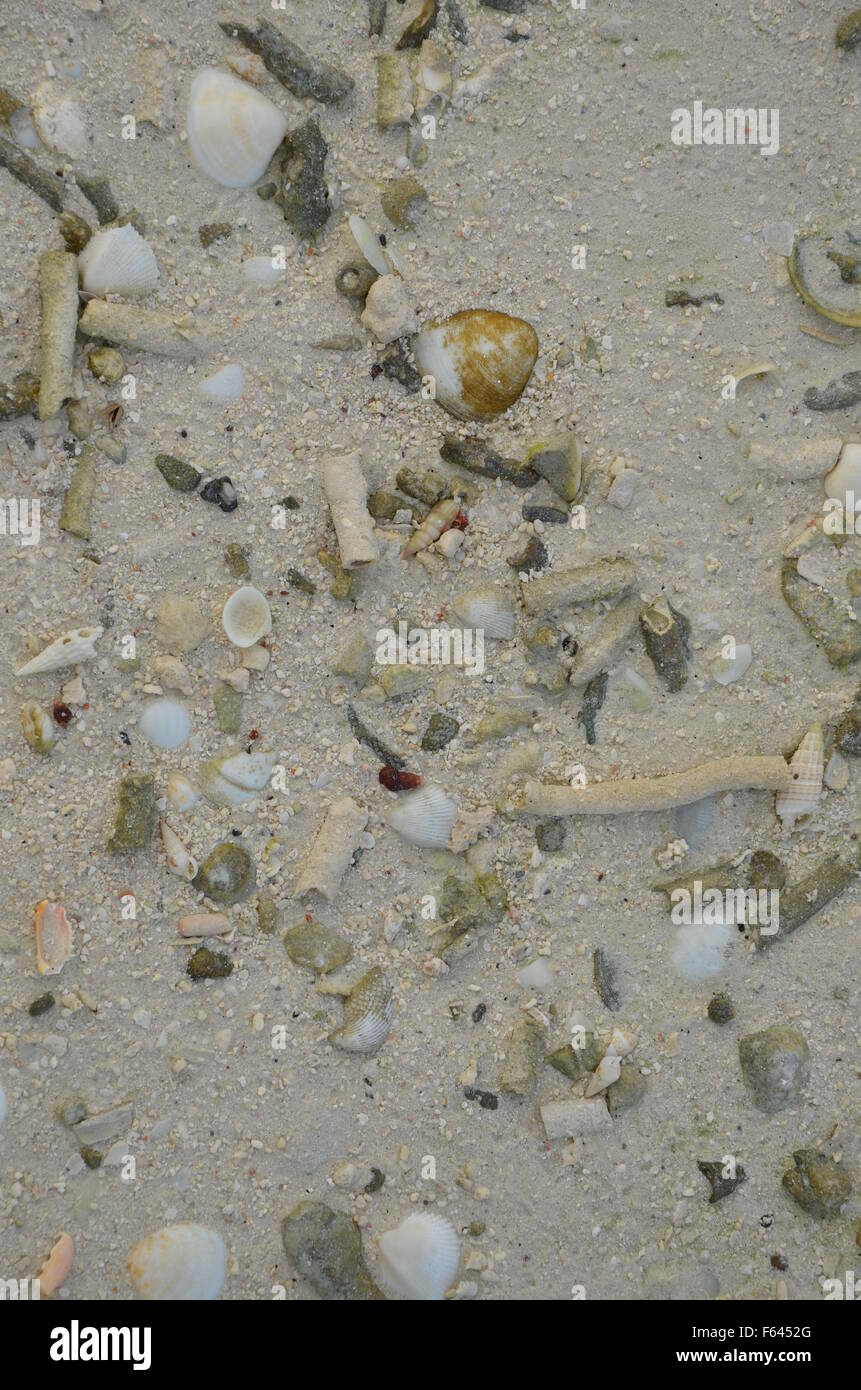 Beach pebbles rocks shells hi-res stock photography and images - Alamy