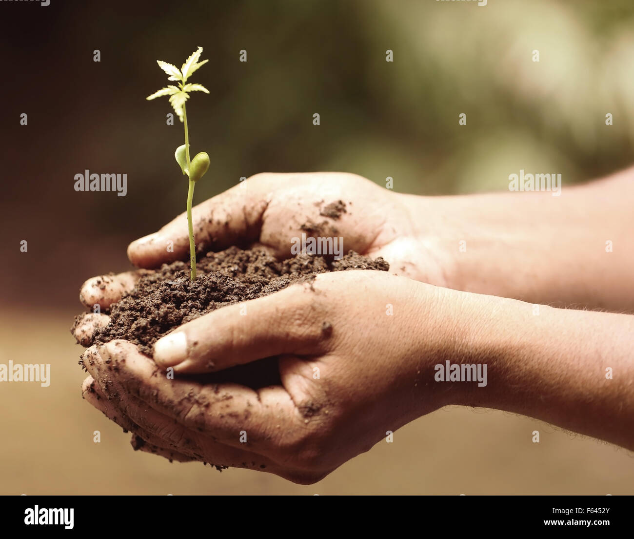 Hands holding plant seedling hi-res stock photography and images - Alamy