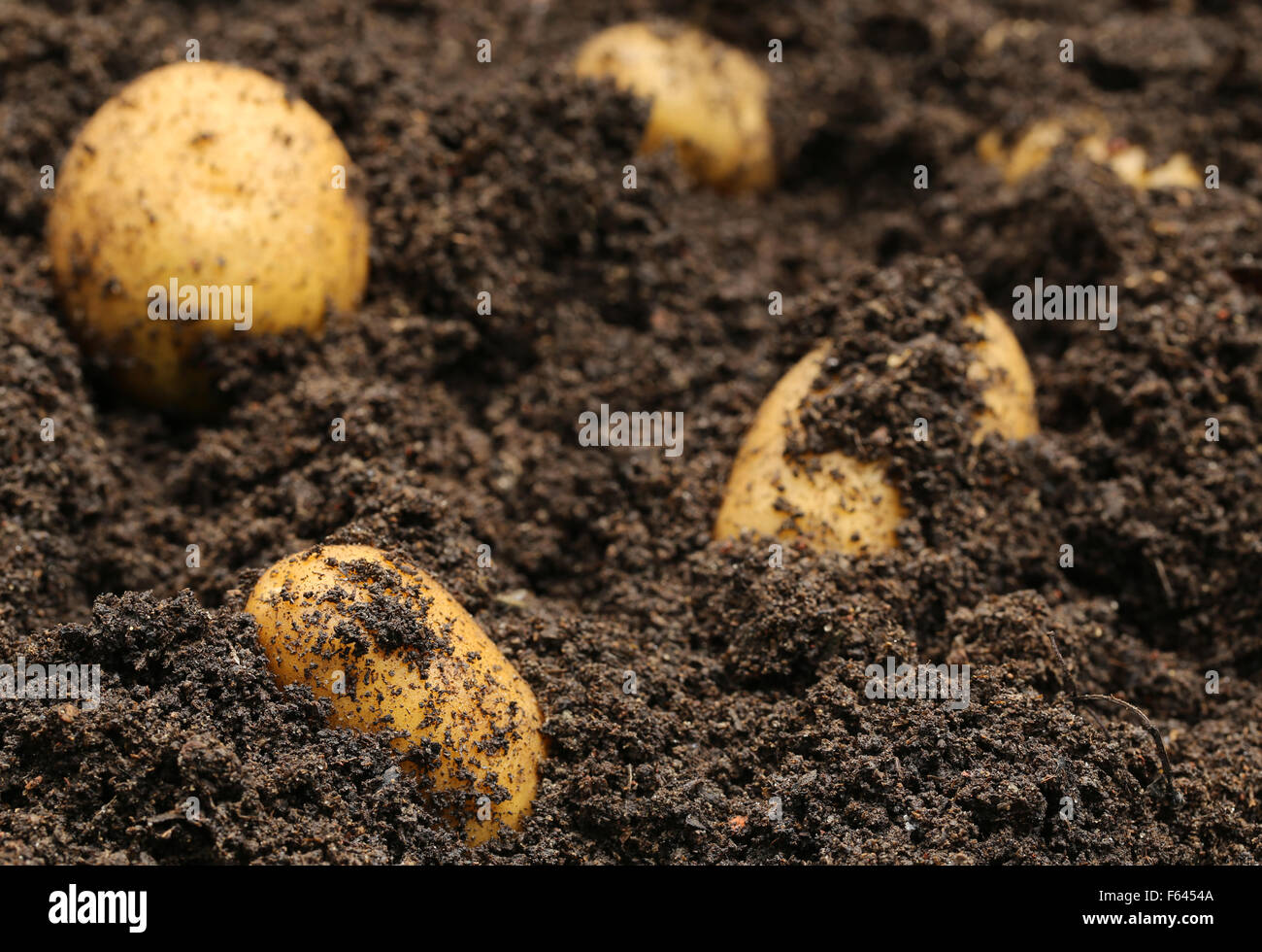Newly harvested potatoes in ground Stock Photo - Alamy