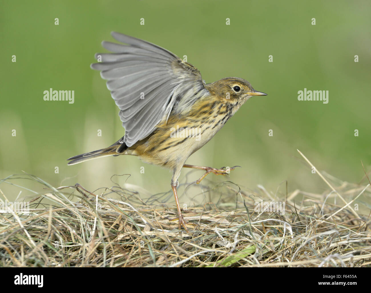 Meadow Pipit - Anthus pratensis Stock Photo - Alamy