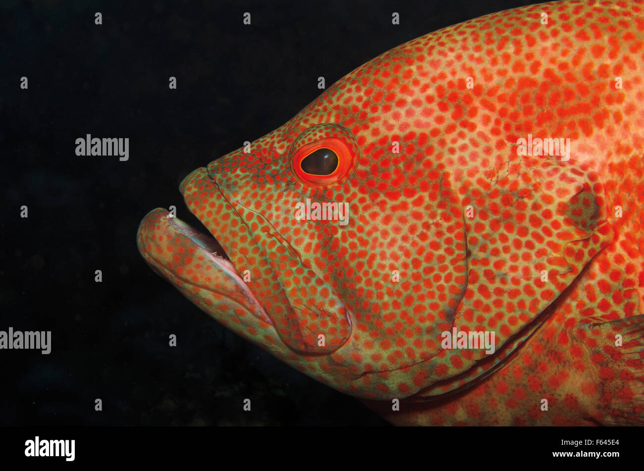 Close up portrait of a Leopard coral grouper (Plectropomus leopardus ...