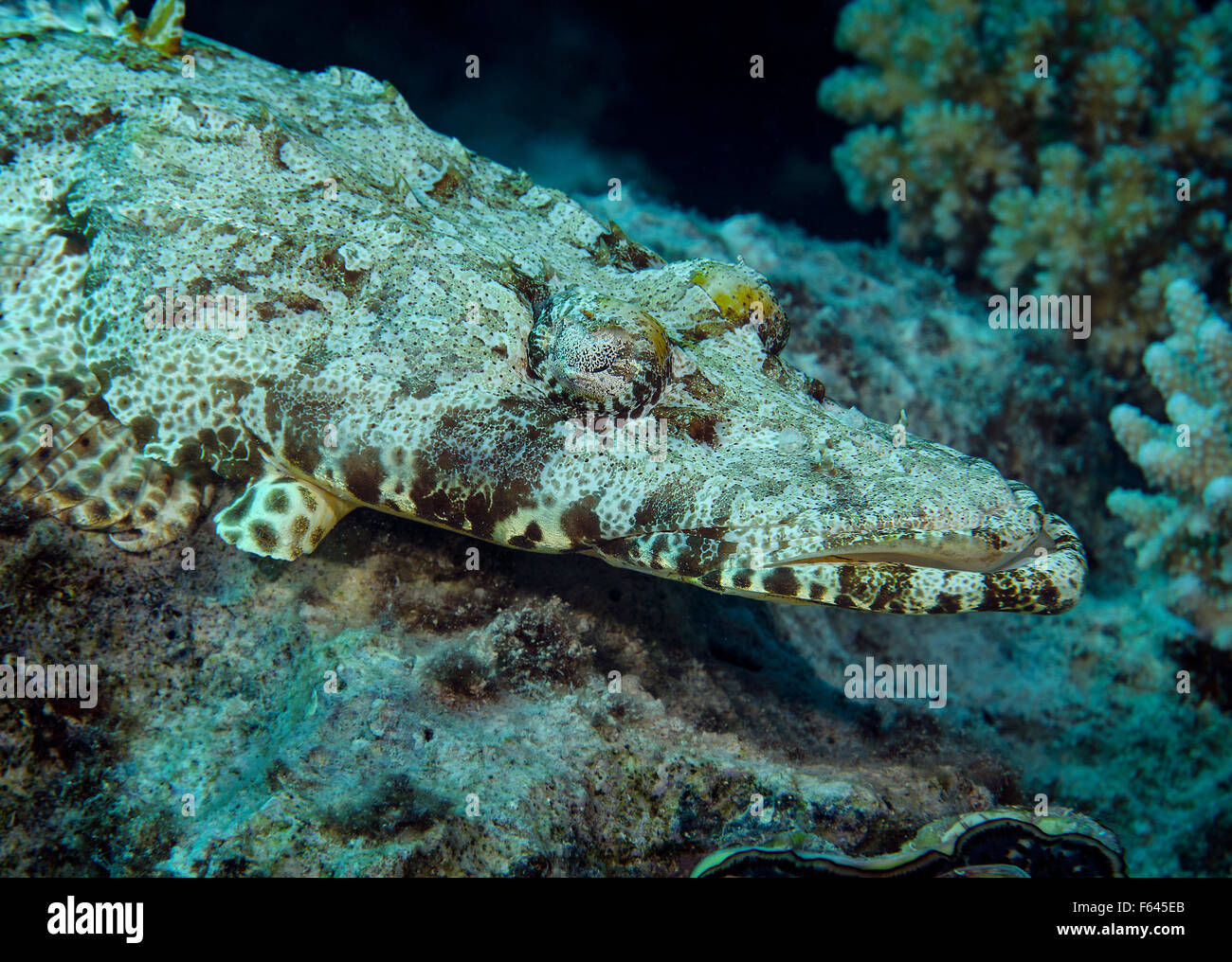Crocodile rock hi-res stock photography and images - Alamy