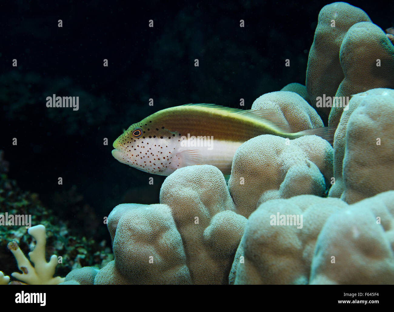 Blackside Hawkfish, Paracirrhites forsteri, perched in coral, Red Sea ...