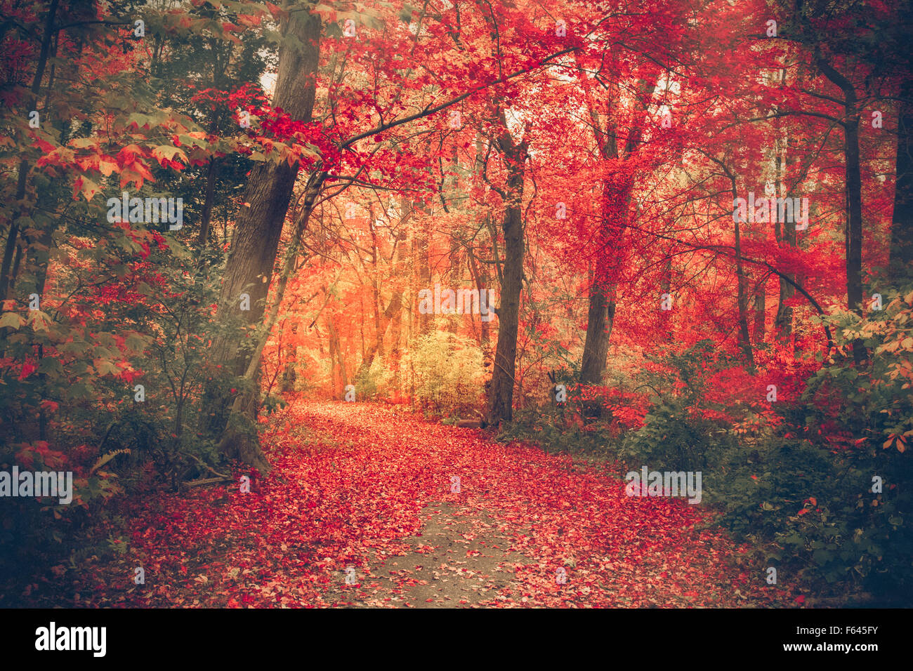 Fantasy forest fog red leaves hi-res stock photography and images - Alamy