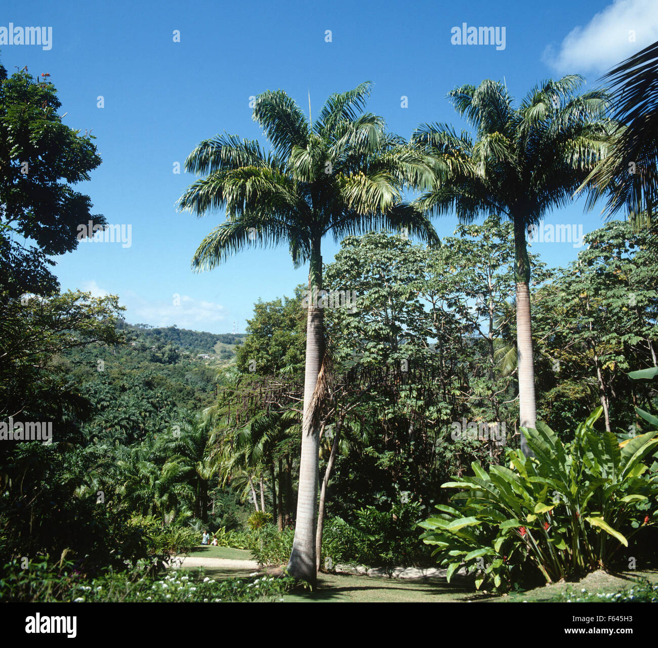 West Indies, Barbados, Flower Forest, St Joseph, Palm Trees Stock Photo ...