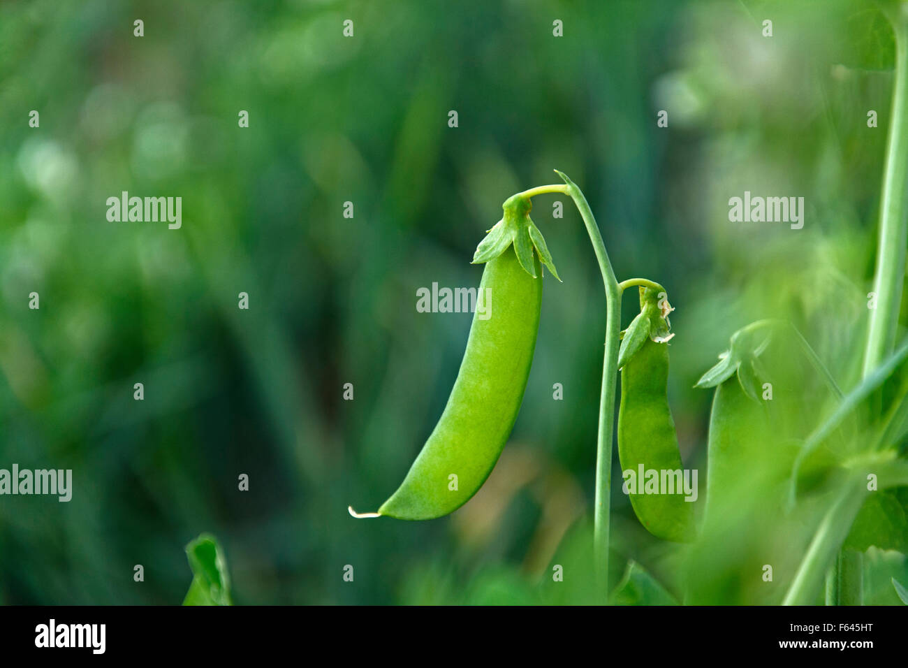 Growing green pea pod on a green background Stock Photo - Alamy