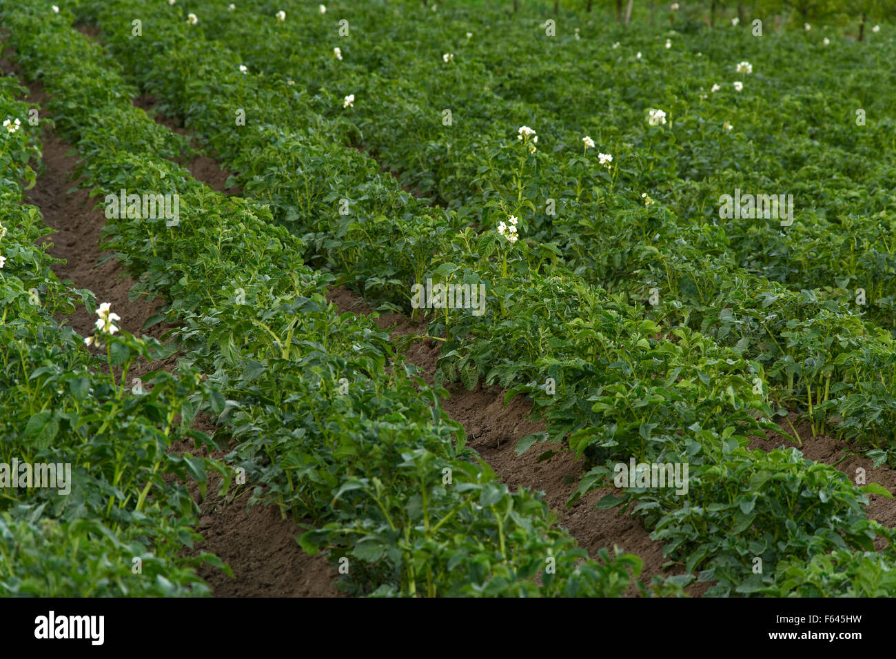 New potatoes with green stalks growing in a field Stock Photo - Alamy