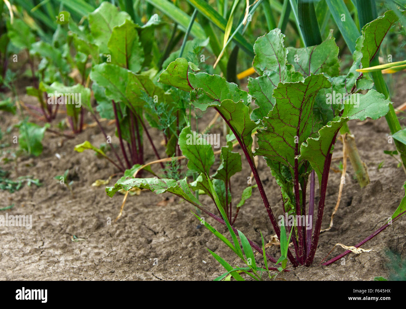 Many ripe beet grown in the garden Stock Photo - Alamy