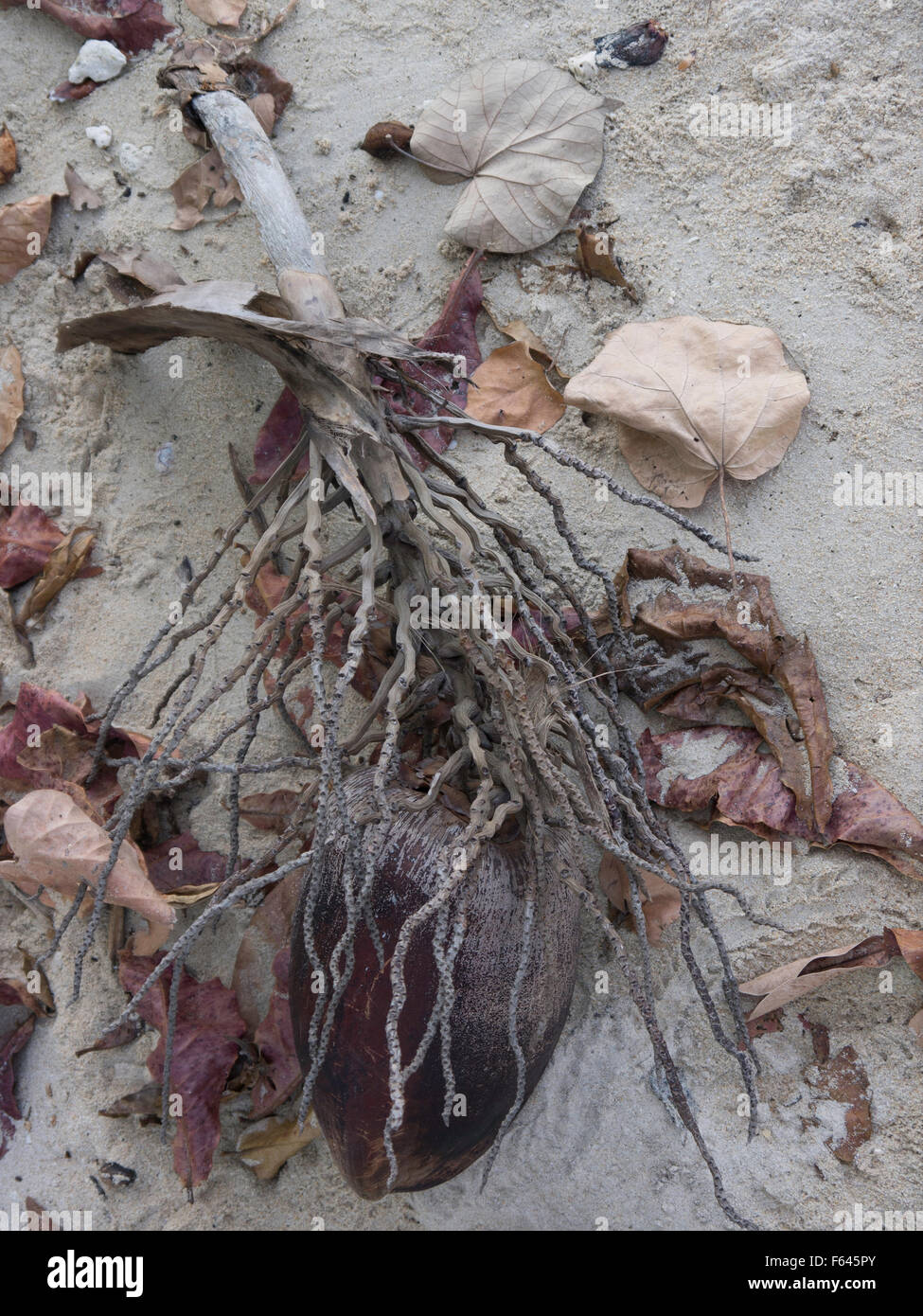 Coconut husk hi-res stock photography and images - Alamy