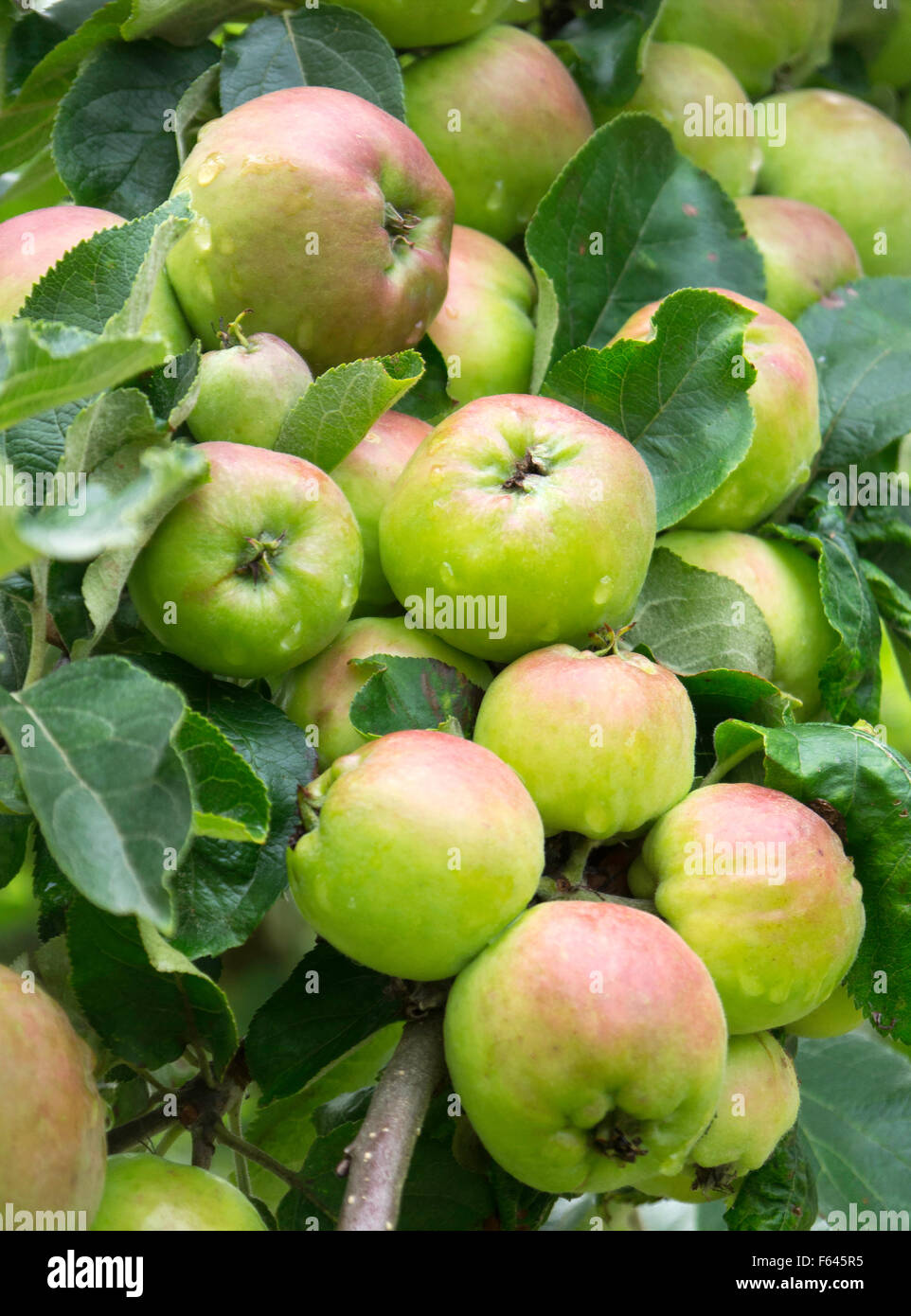 A cluster of apples on a tree branch Stock Photo - Alamy