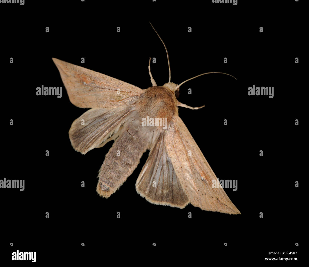 White-speck - Mythimna unipuncta Stock Photo - Alamy