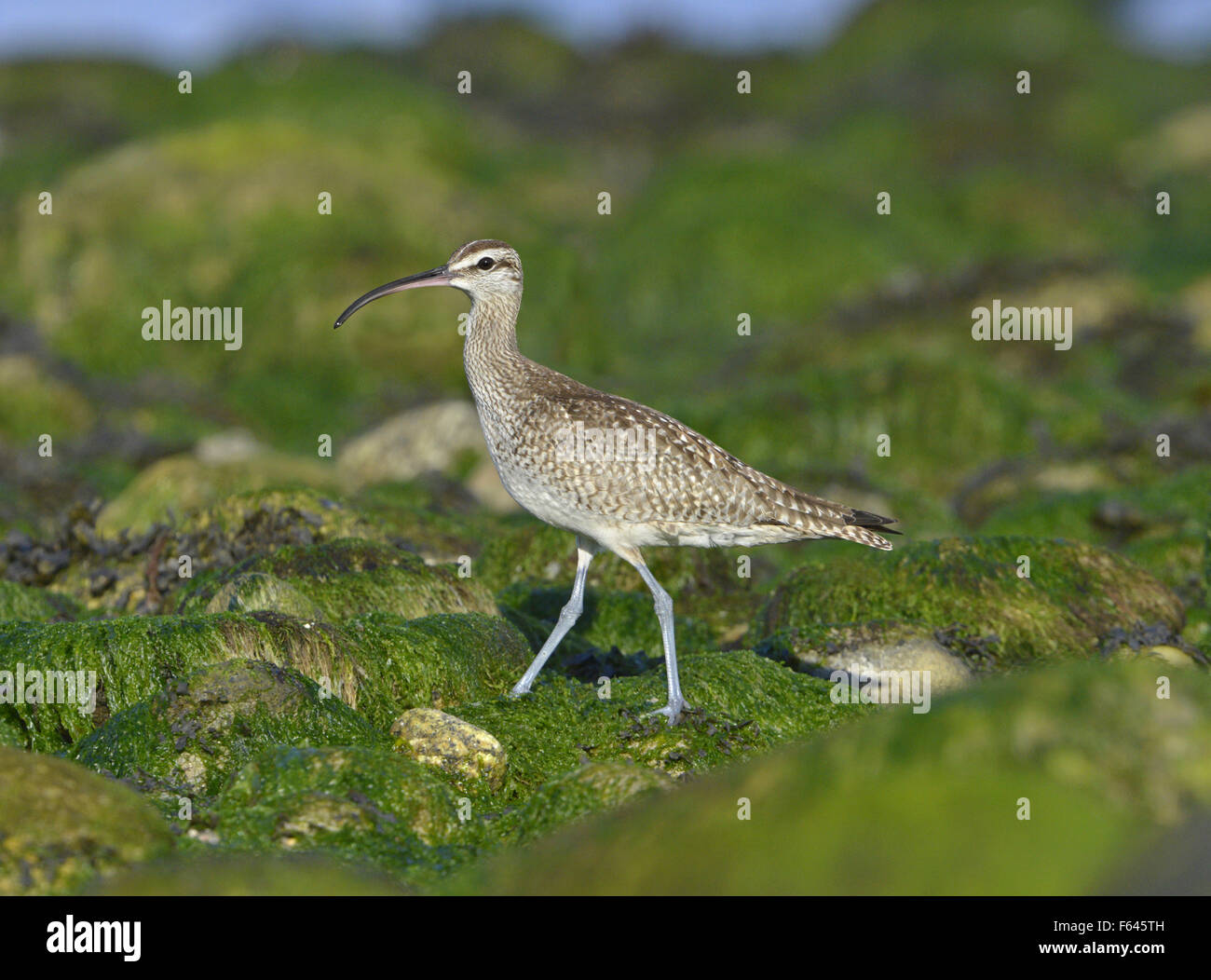 Hudsonian Whimbrel - Numenius hudsonicus Stock Photo - Alamy