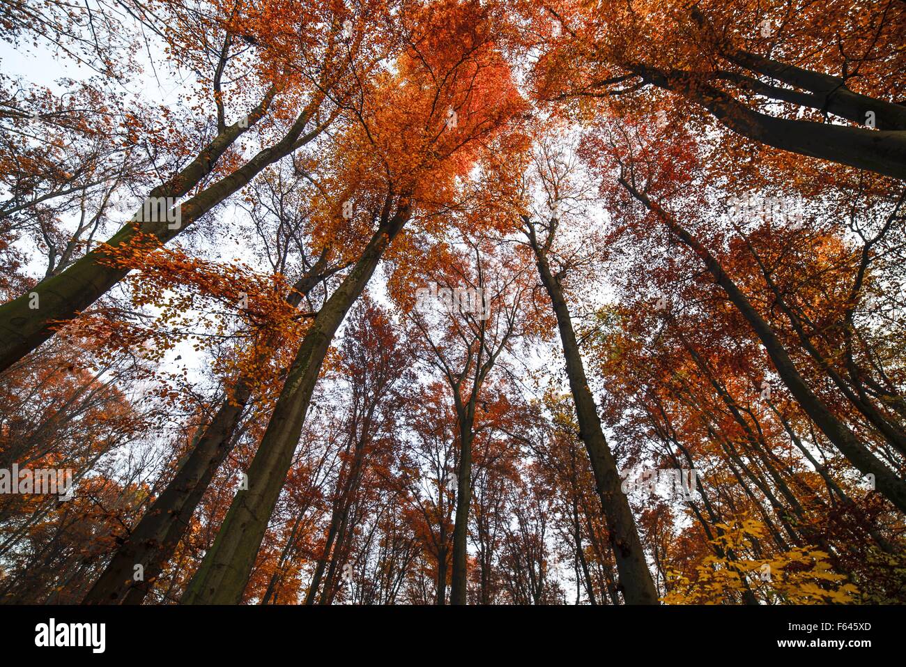 High red trees Stock Photo - Alamy
