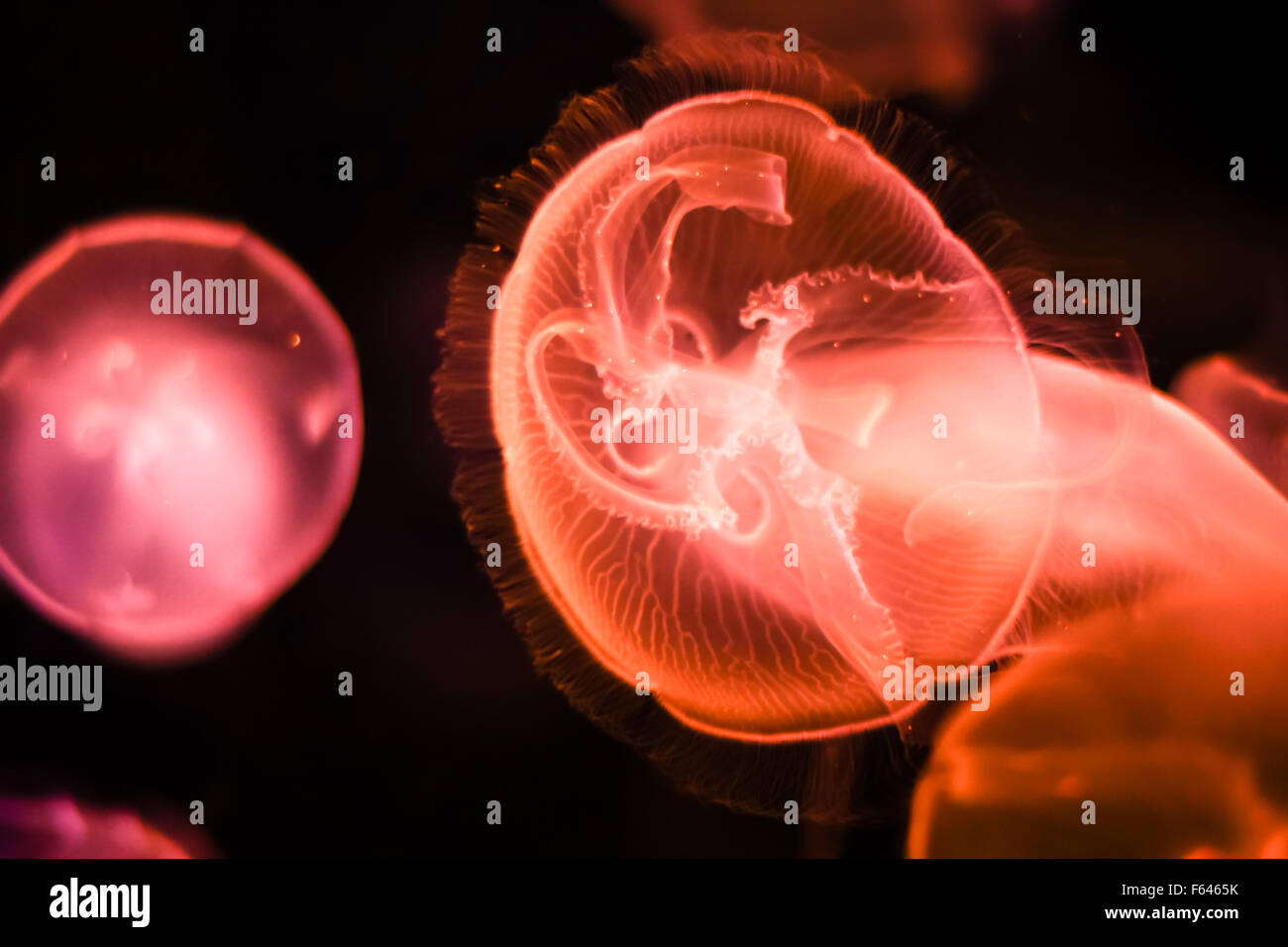 Asia jellyfish hi-res stock photography and images - Alamy