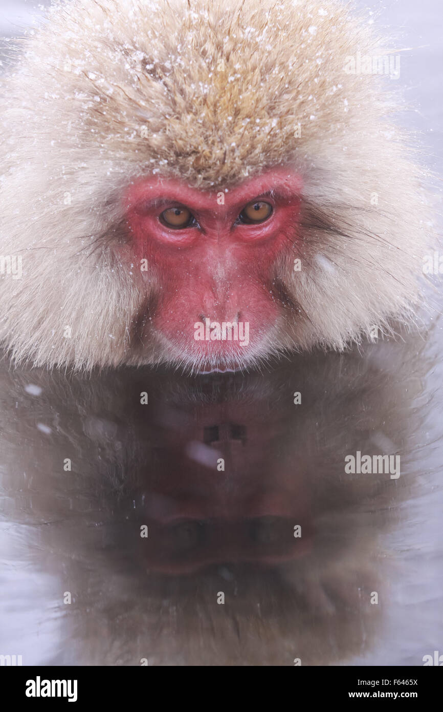 Onsen Monkey and itself shadow in mirror water at Jigokudani Monkey ...