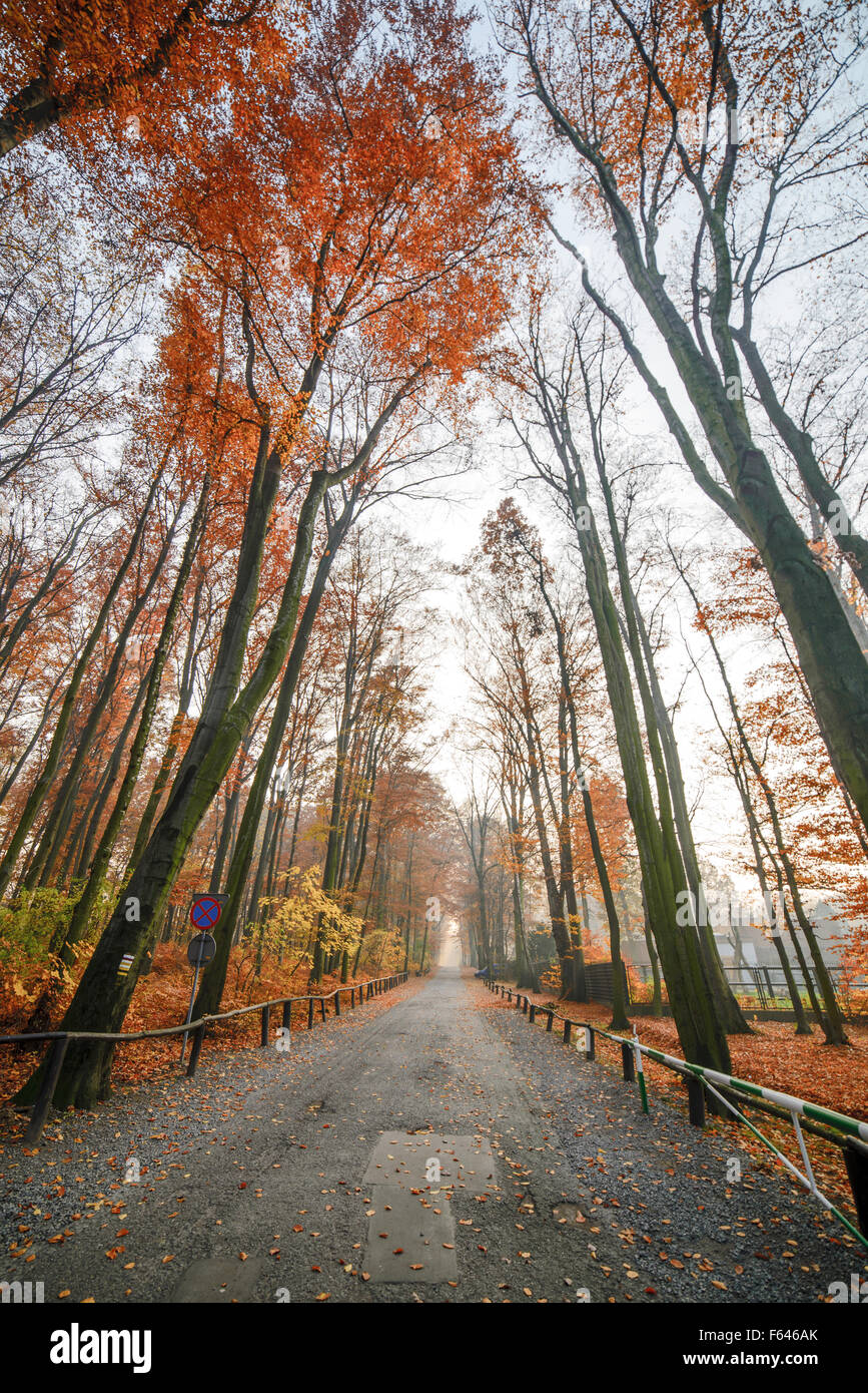 High red trees Stock Photo - Alamy