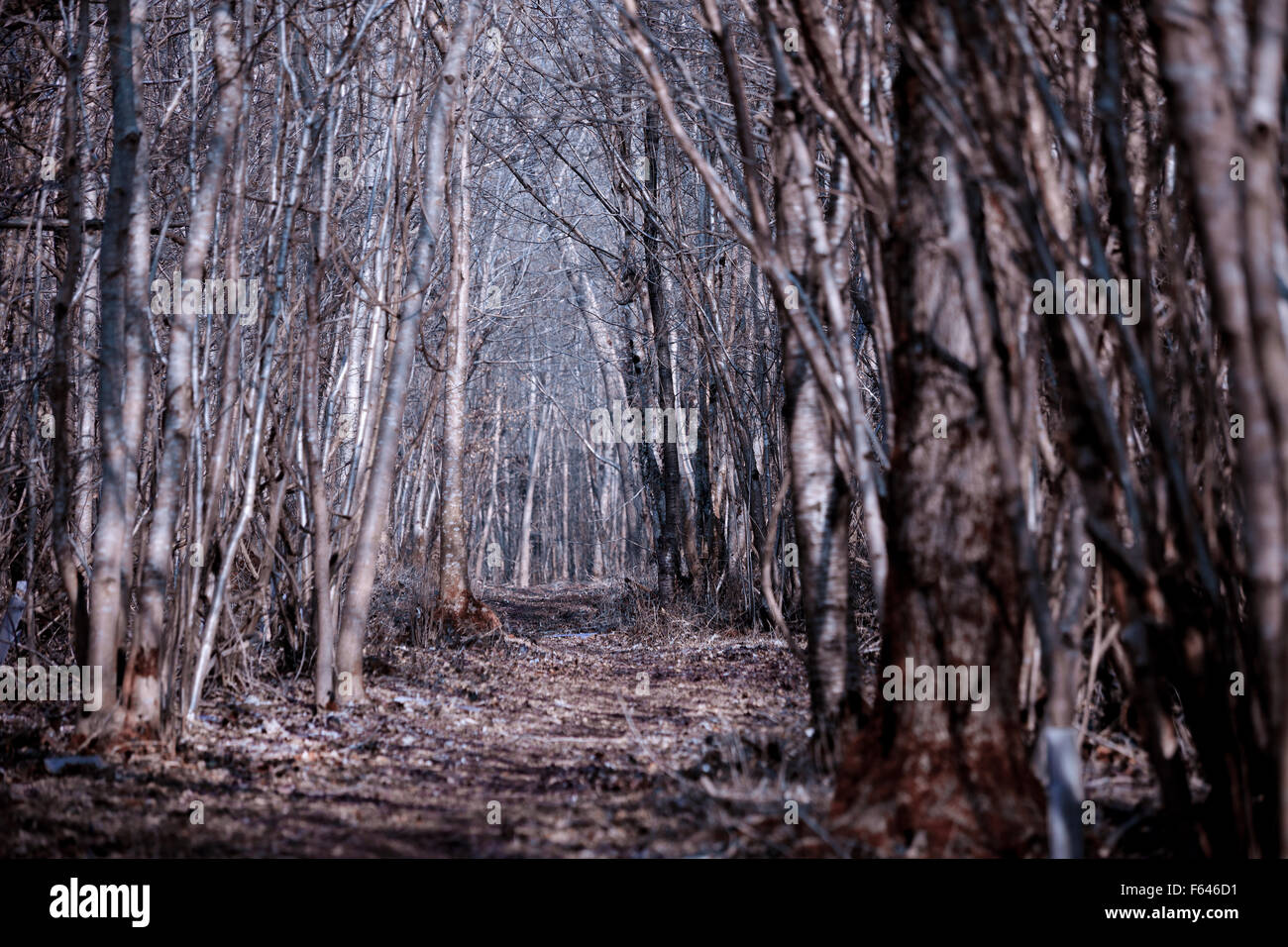 Thick, dense leaf-less stems, trunks and branches of birch woodland ...