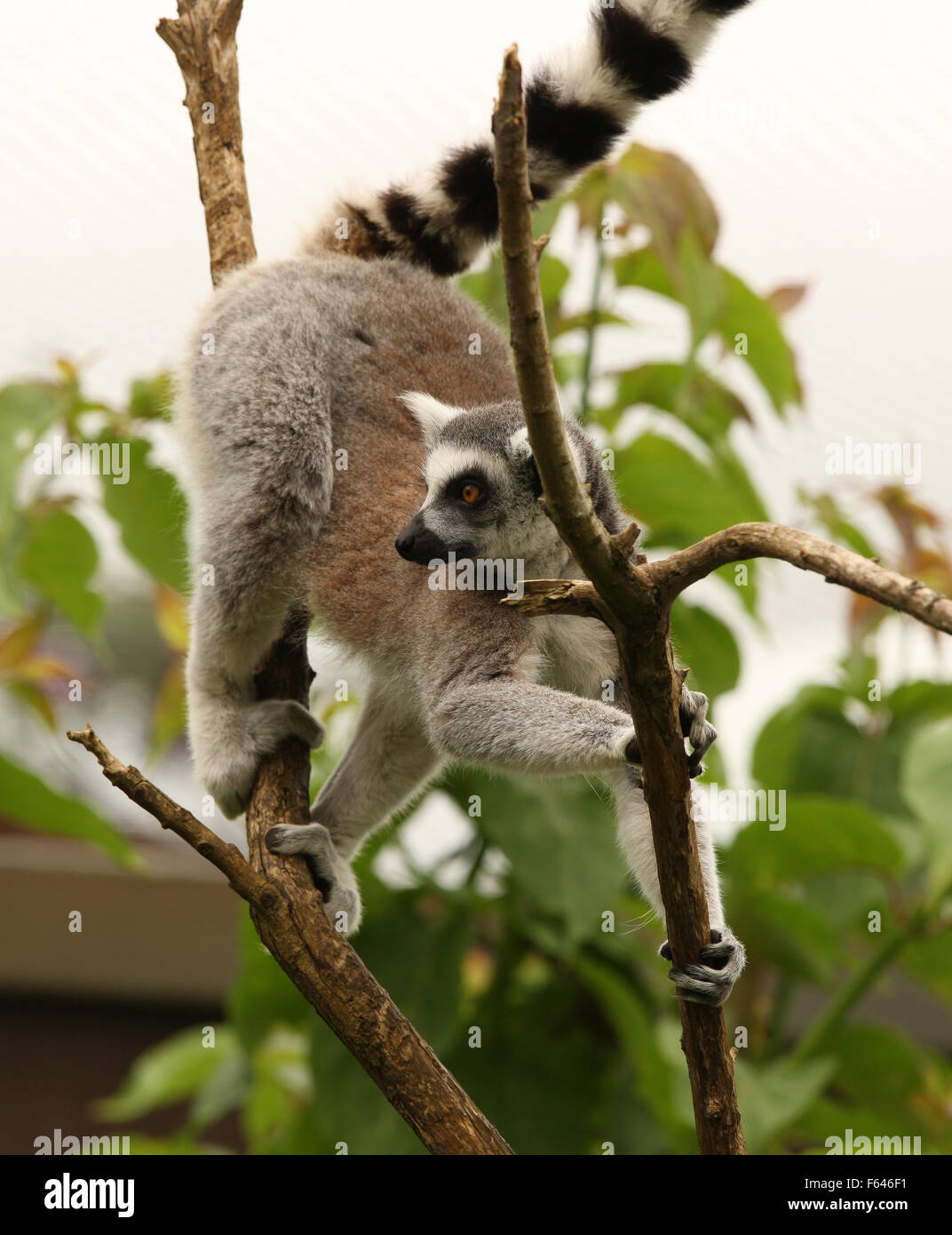 Madagaskar lemur hi-res stock photography and images - Alamy