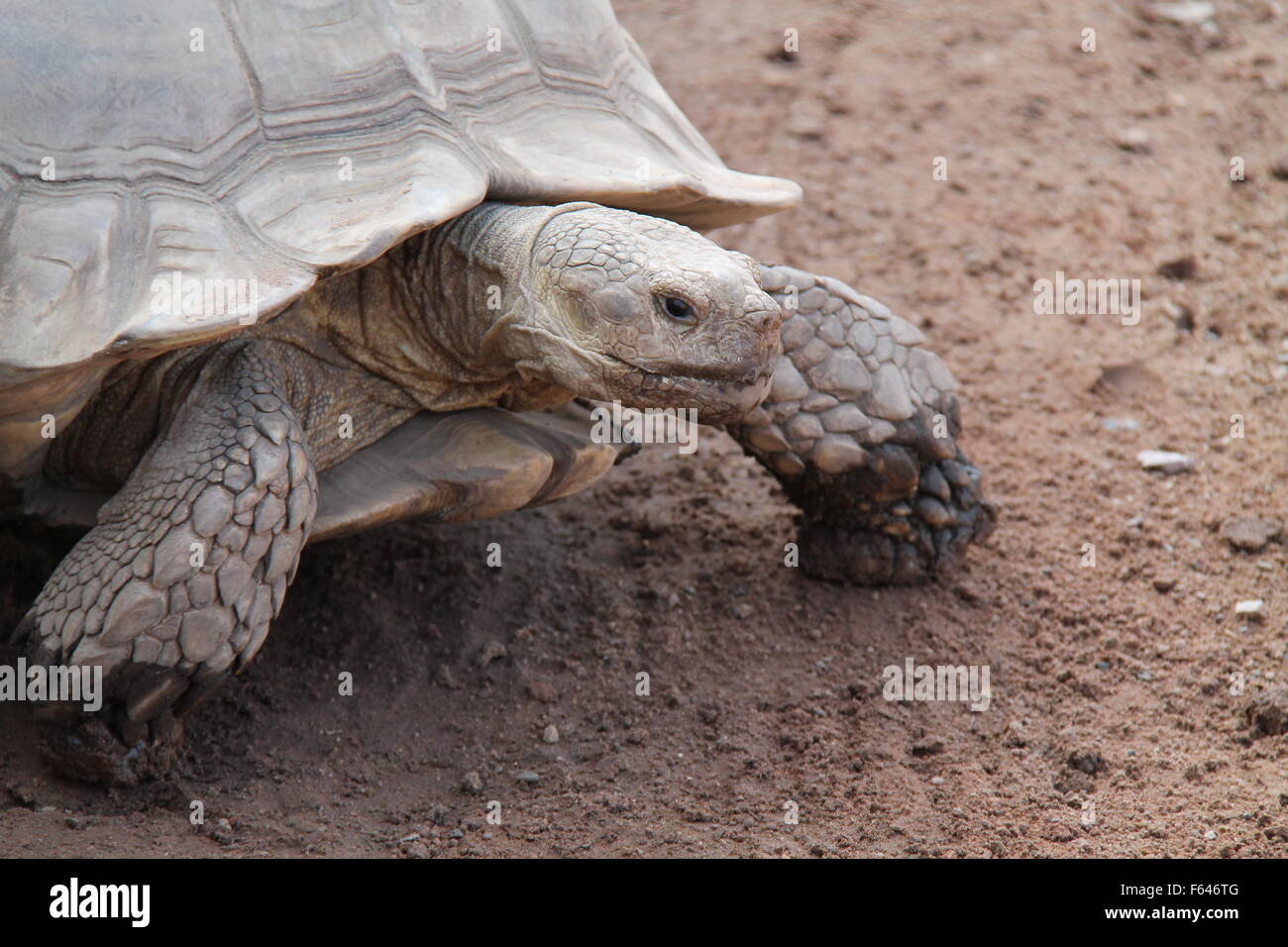 The Head and Front Legs of a Giant Earth Tortoise Stock Photo - Alamy
