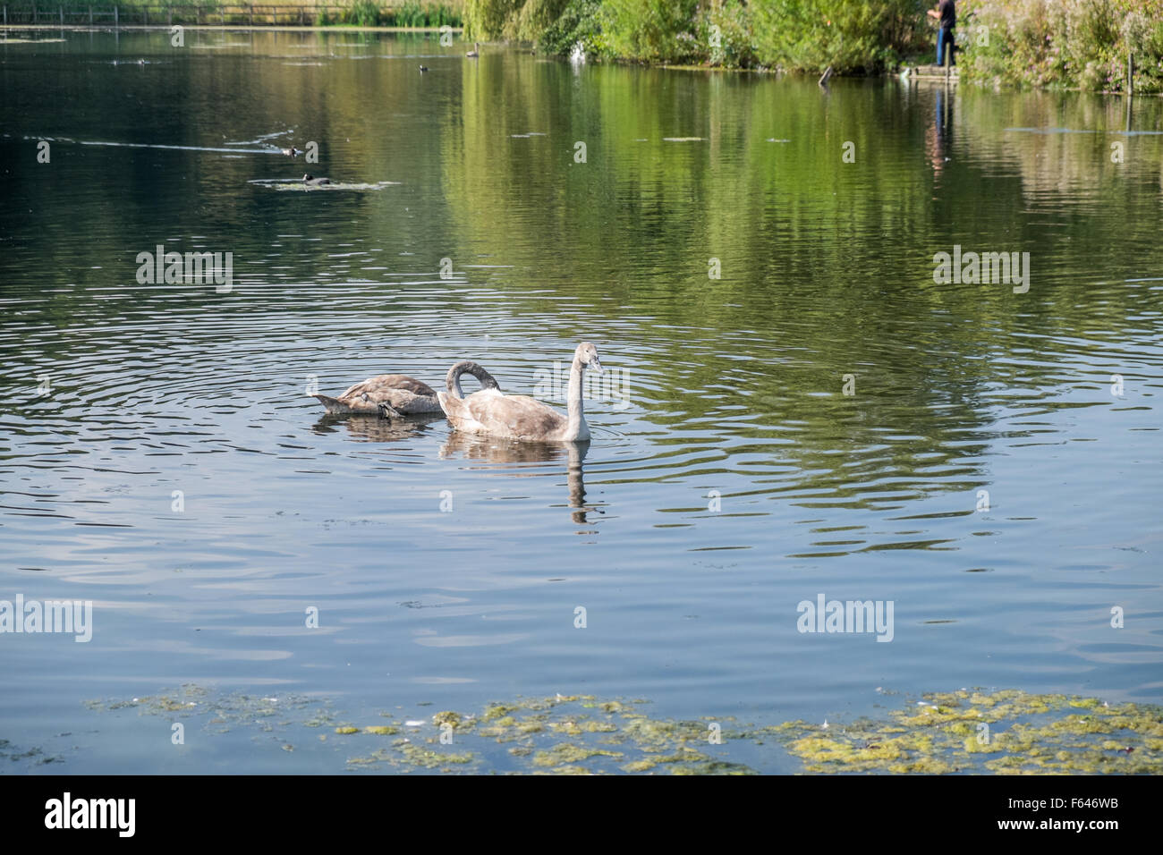 Two cygnets swimming on the lake Stock Photo - Alamy